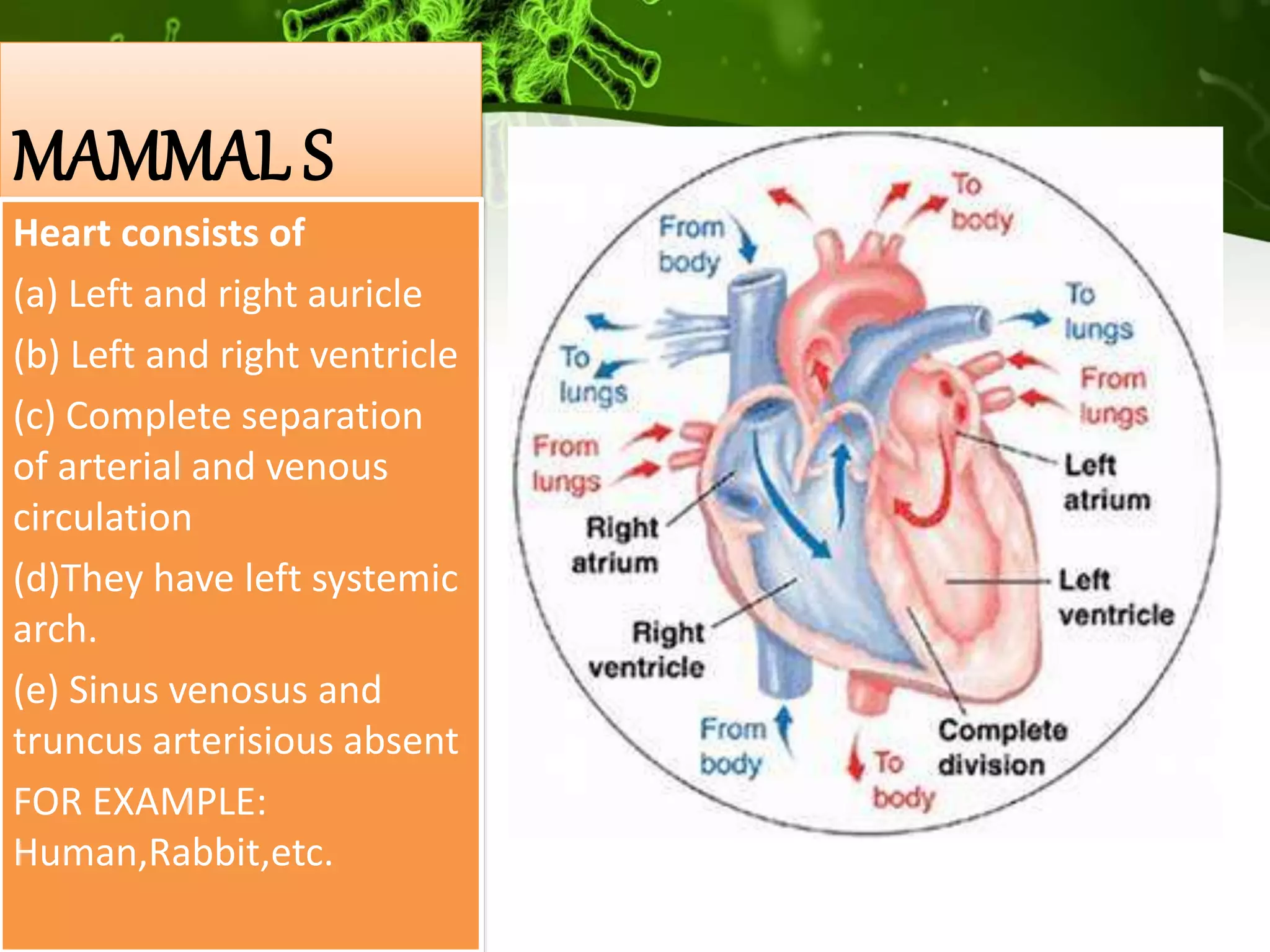 CLASS 11 TH Body fluids and circulation | PPTX
