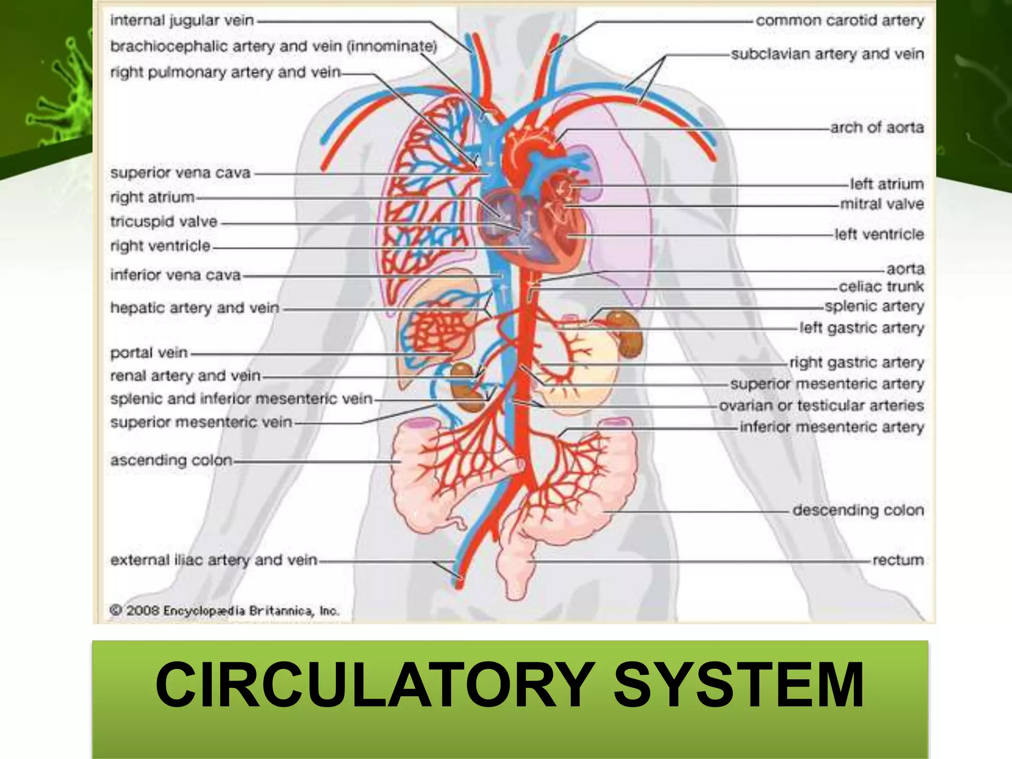 CLASS 11 TH Body fluids and circulation | PPTX