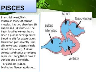 CLASS 11 TH Body fluids and circulation | PPTX