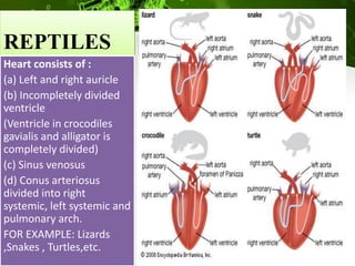 CLASS 11 TH Body fluids and circulation | PPTX