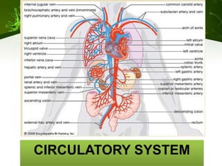 CLASS 11 TH Body fluids and circulation | PPTX