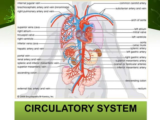 CLASS 11 TH Body fluids and circulation | PPTX