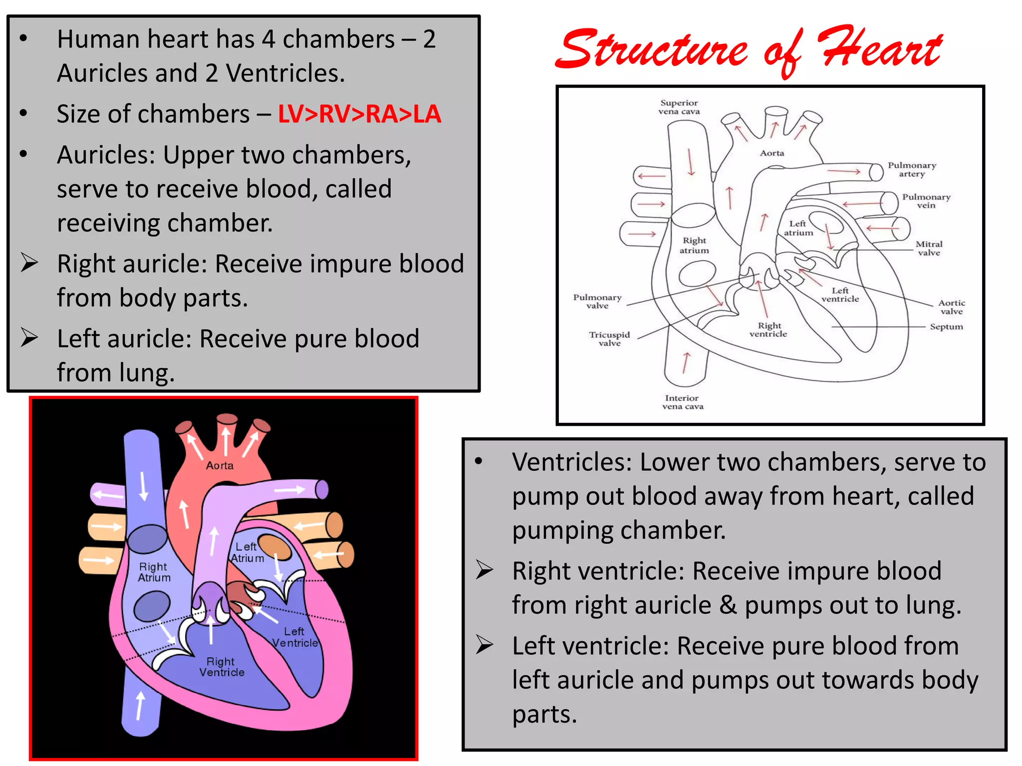Body fluids and circulation | PDF