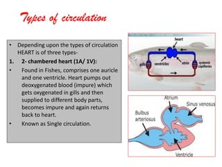Body fluids and circulation | PDF