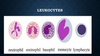 Body fluids and circulation 1 | PPT