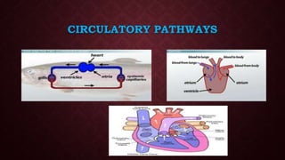 Body fluids and circulation 2 | PPT