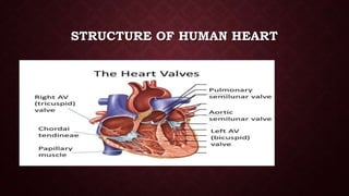 Body fluids and circulation 2 | PPT | Free Download