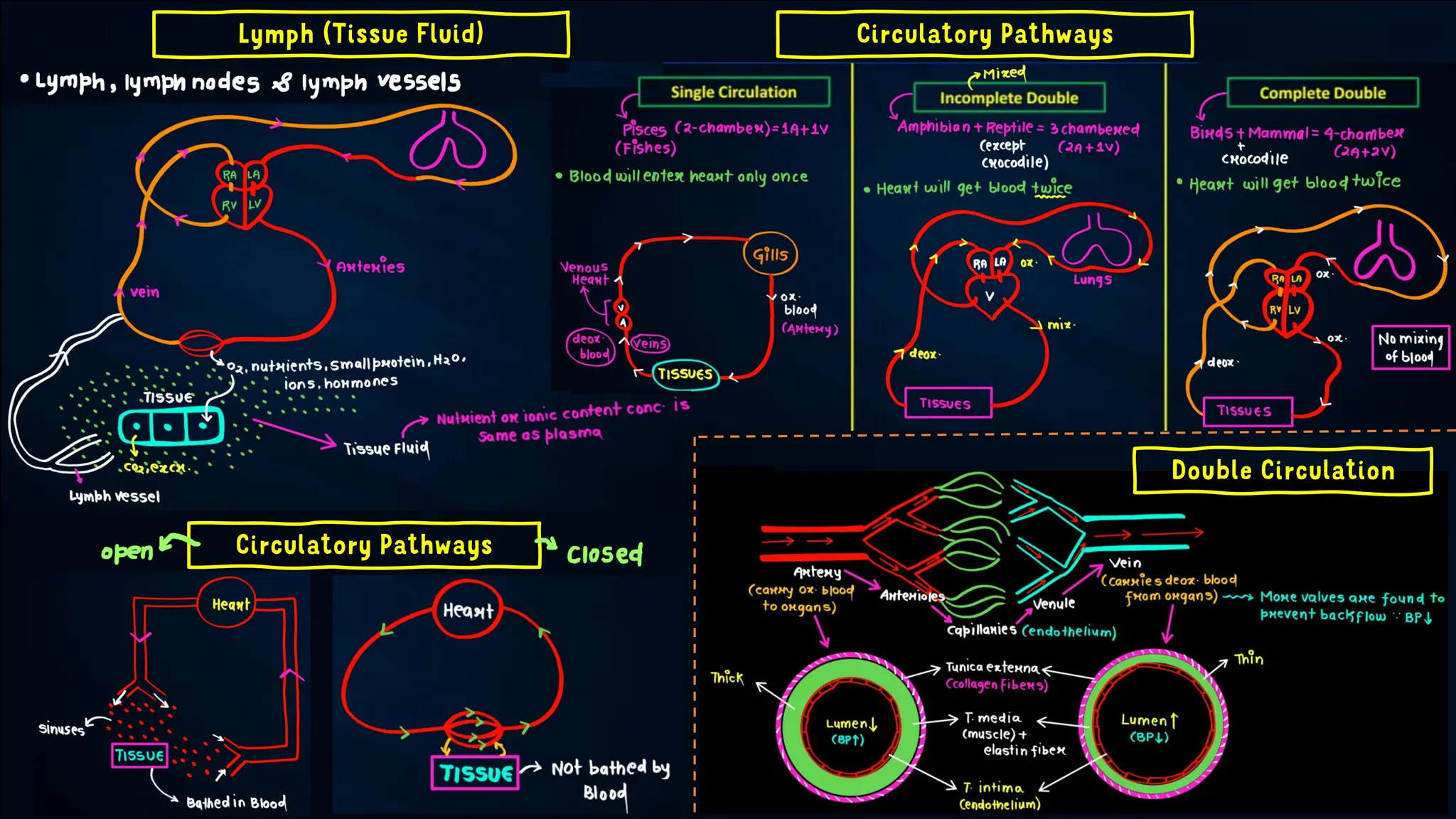 Body Fluids and Circulation _ Summary Lecture Classnotes __ Arjuna NEET ...