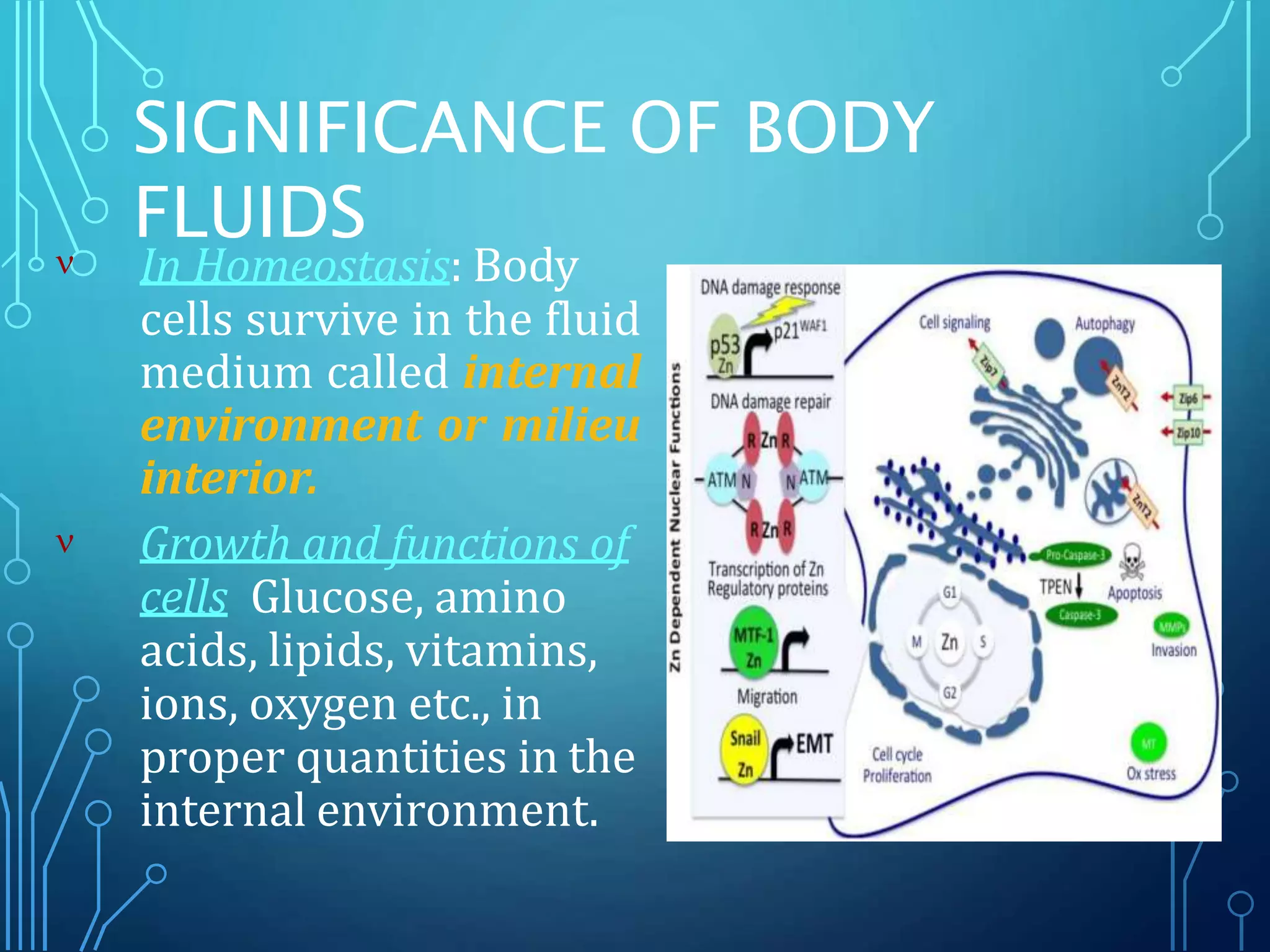 Bodyfluids , measurement of compartmental volumes, and types of cell ...