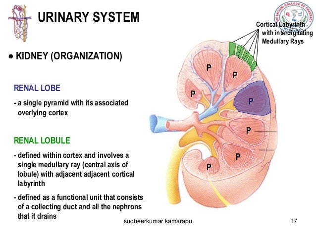 Body fluids and renal functions