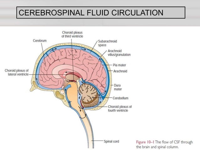 BODY FLUIDS AND SPUTUM ANALYSIS.pptx for mbbs and para medical | PPTX