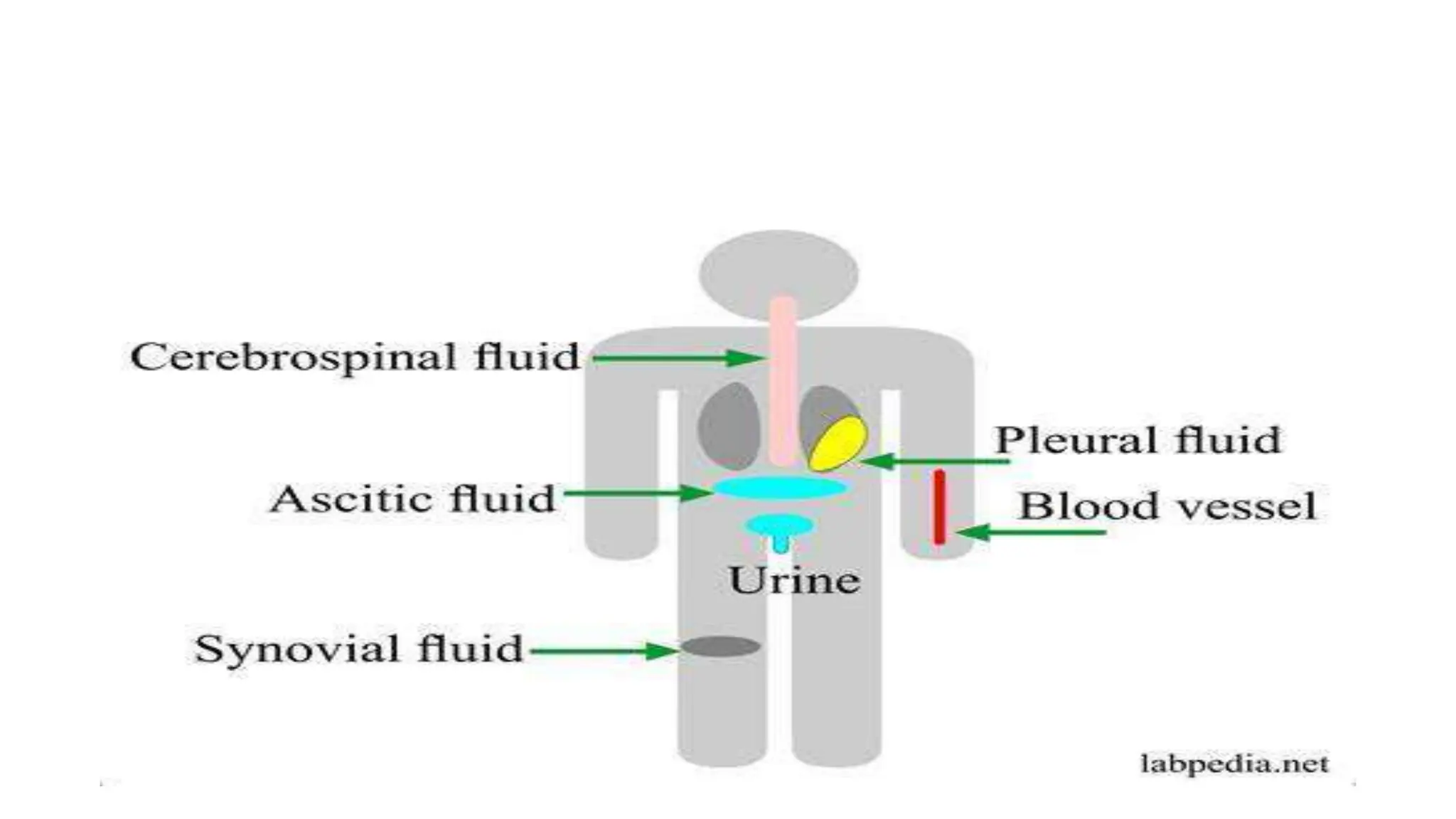BODY FLUIDS EXAMINATION.pptx FOR MBBS AND PG | PPT