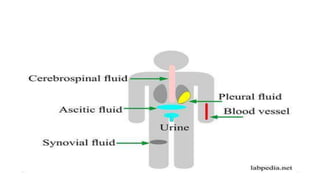BODY FLUIDS EXAMINATION.pptx FOR MBBS AND PG | PPT