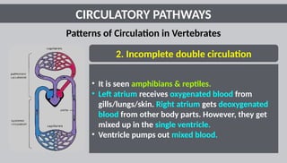 body fluids and its circulation for puc students | PPTX
