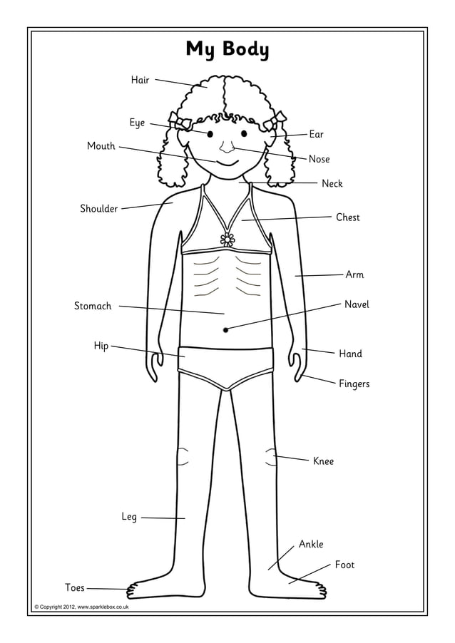 Body labelling | PDF | Pregnancy | Reproductive Health