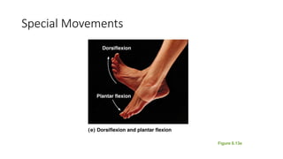 Body Movement.pptx