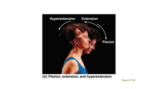 Body Movement.pptx