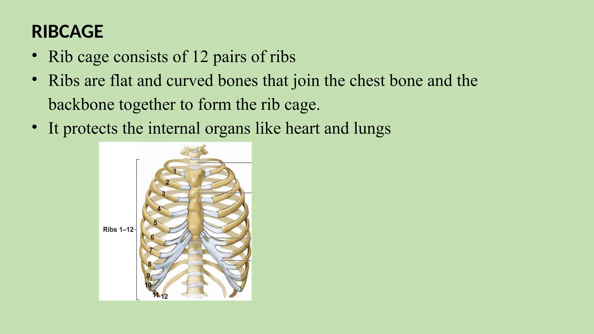 Body Movements PPT science class 6 cbse | PPTX