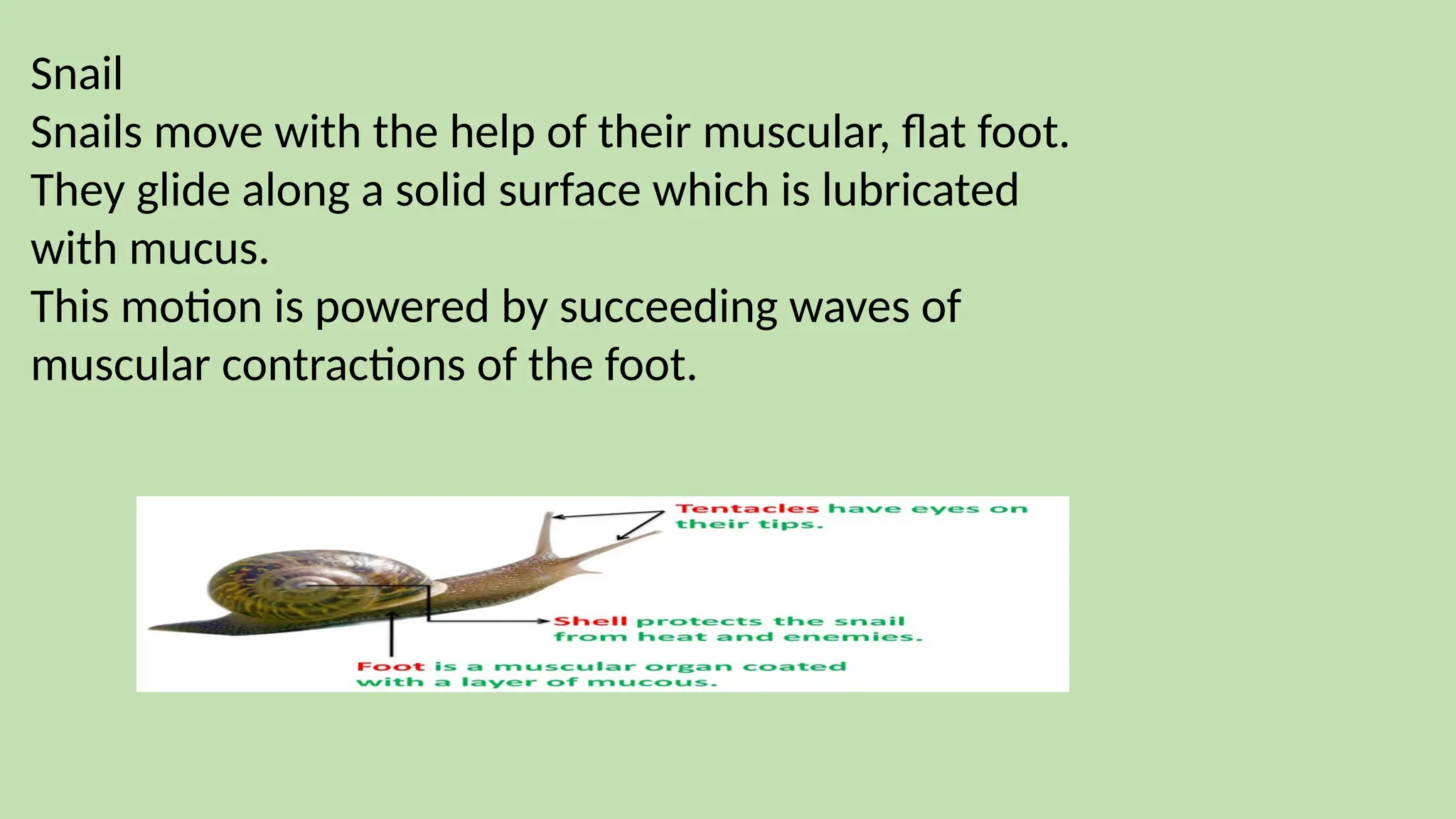 Body Movements PPT science class 6 cbse | PPTX