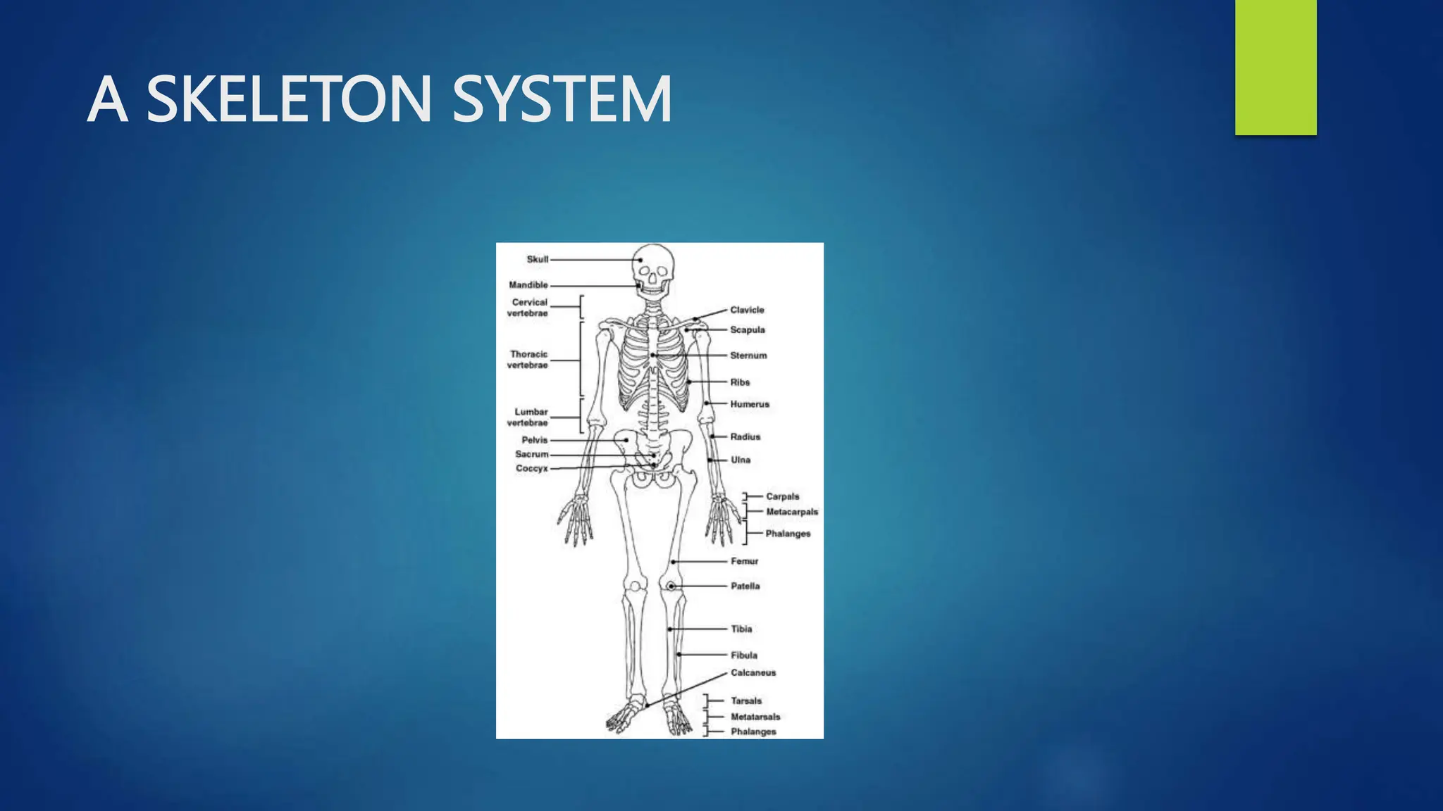 BODY MOVEMENTS_Science.pptx class 6 ncert chapter 8 | PPTX