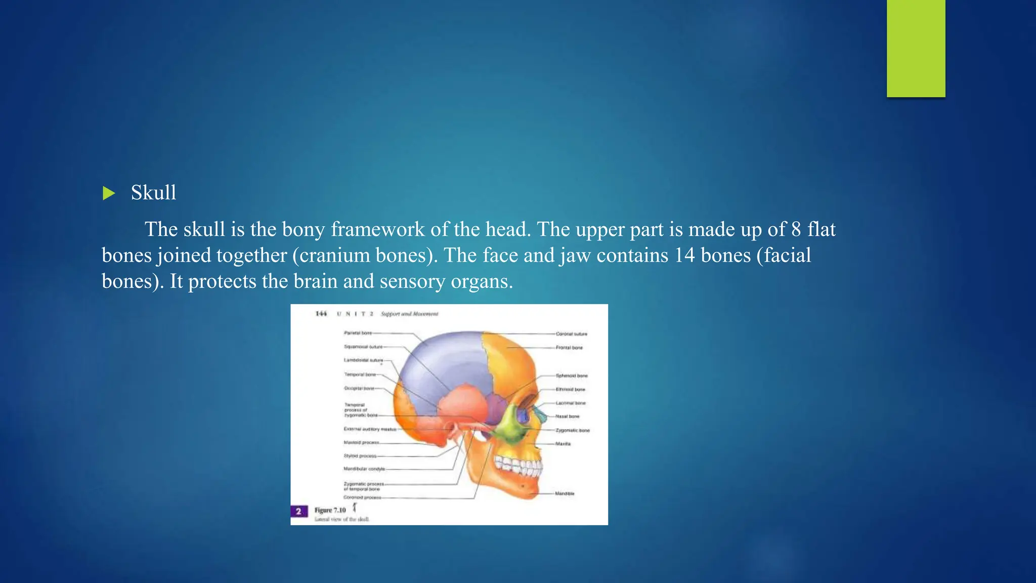BODY MOVEMENTS_Science.pptx class 6 ncert chapter 8 | PPTX