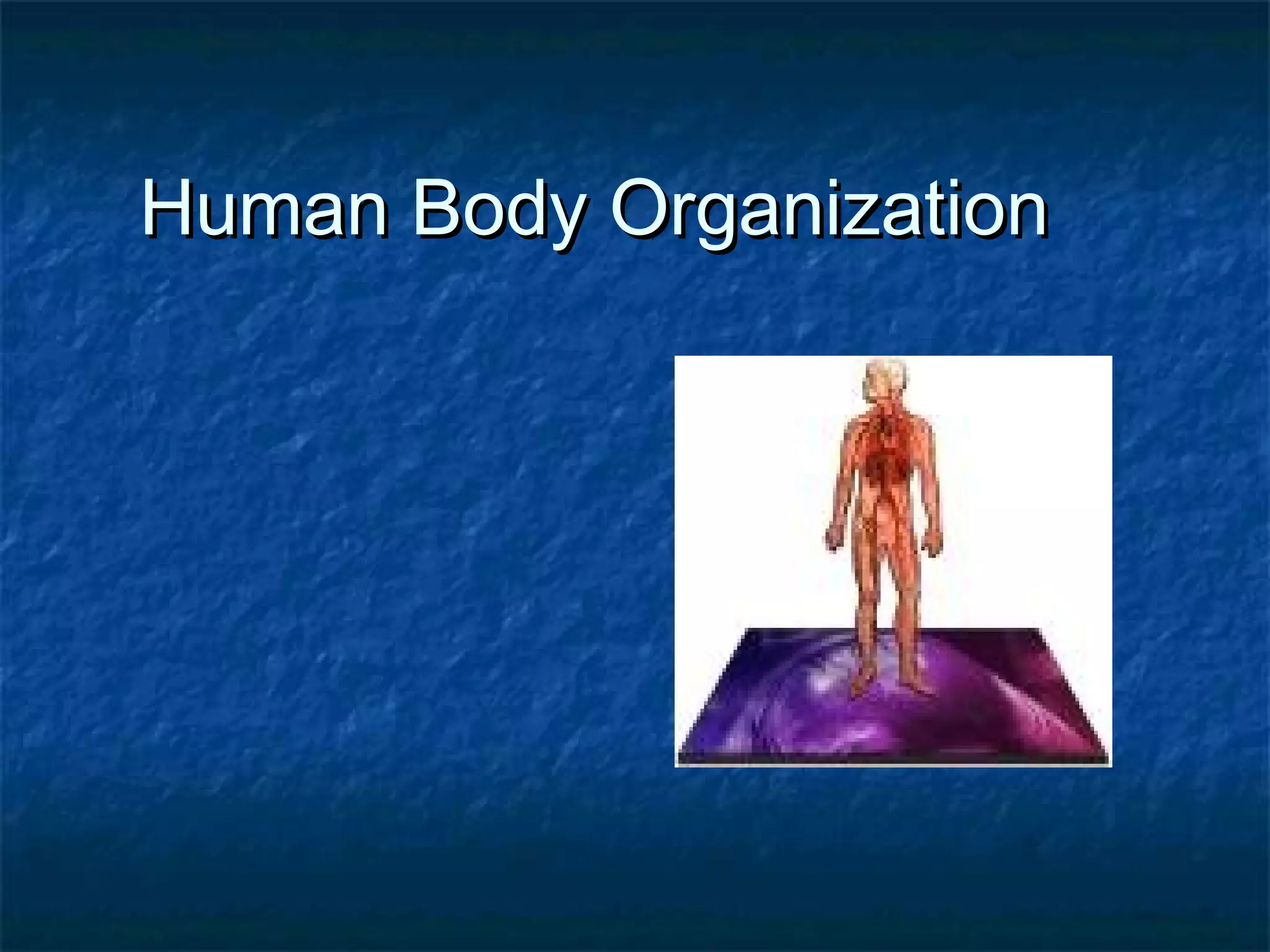 Body organization | PPT