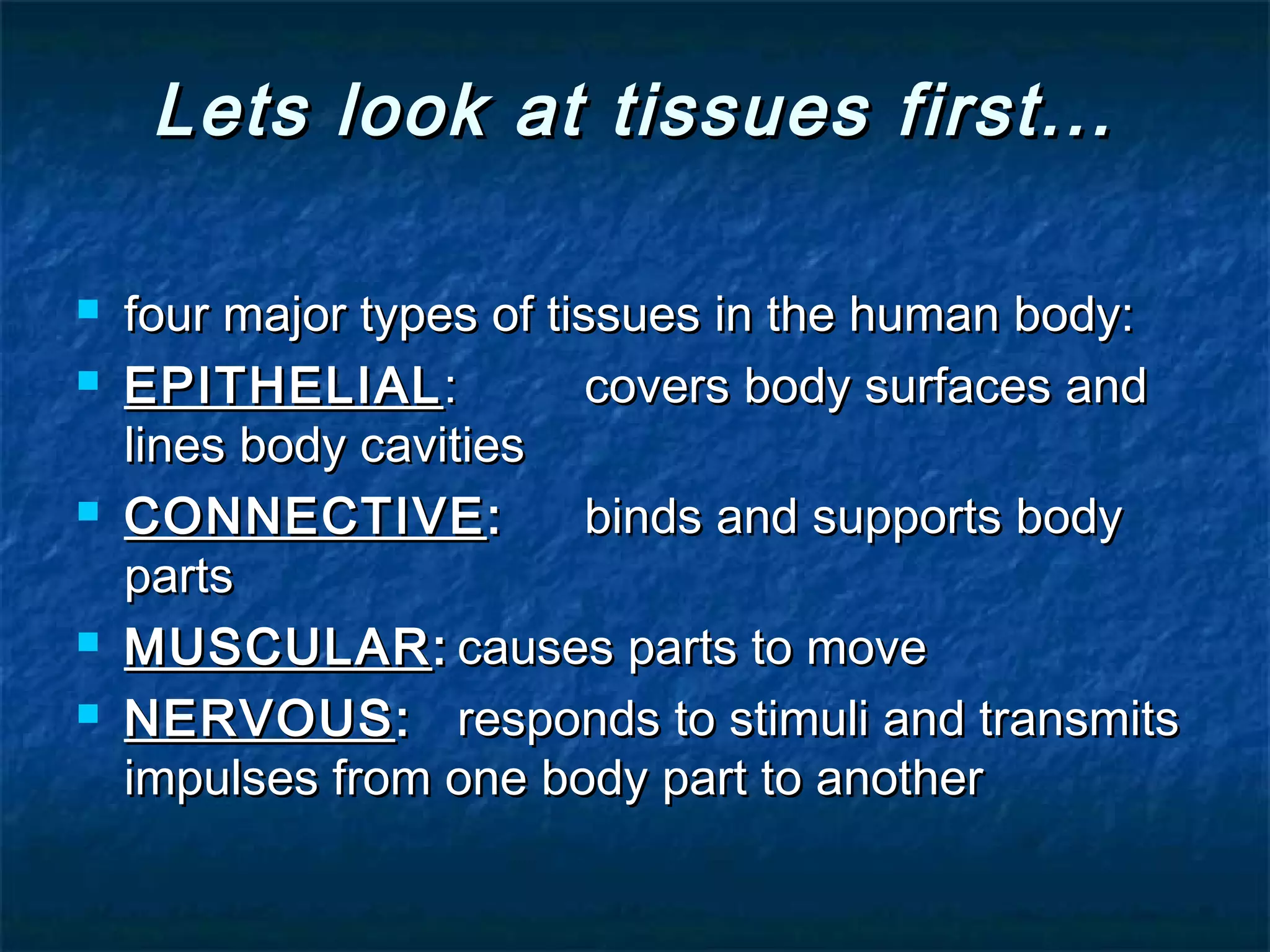 Body organization | PPT