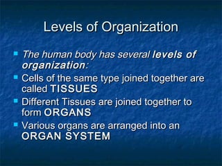 Body organization | PPT