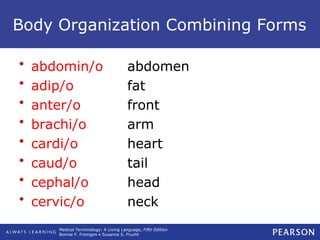 Body Organization talking about anatomically.ppt