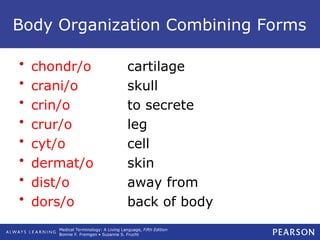Body Organization talking about anatomically.ppt