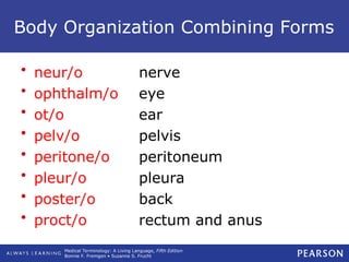 Body Organization talking about anatomically.ppt