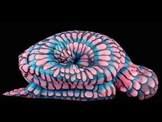 Body Painting By Trina Merry | PPT