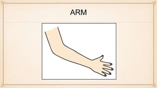 Body part and accidents.pptx