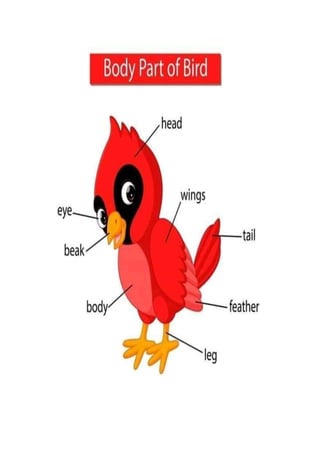 Body part of animals | PDF