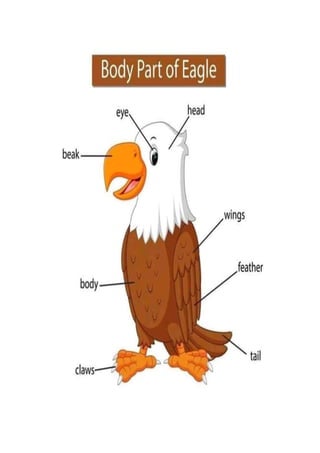 Body part of animals | PDF