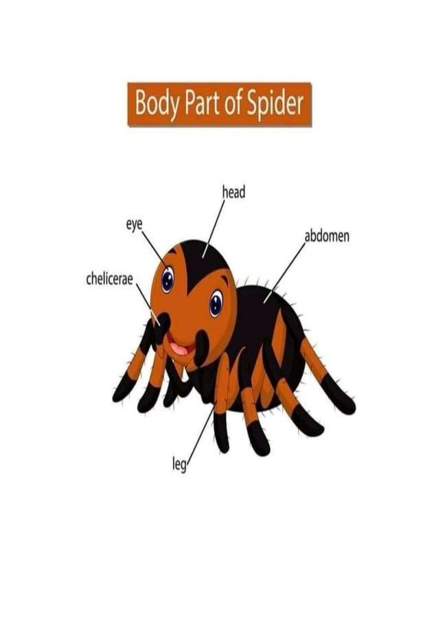 Body part of animals | DOCX
