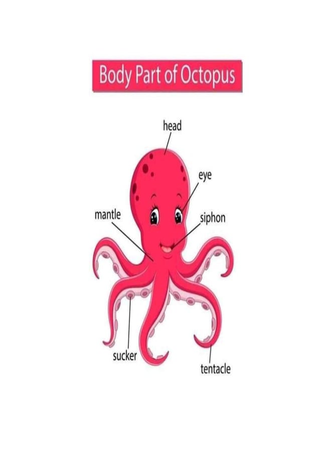 Body part of animals | PDF