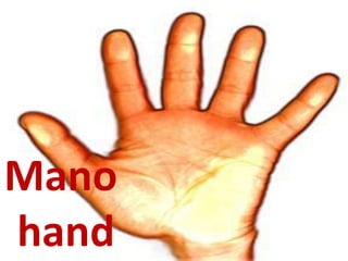 Body parts/ partes del cuerpo | PPTX