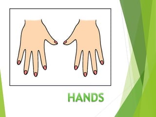 Body parts | PPT
