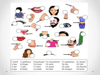 Body parts | PPTX