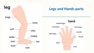 Body parts | PPT