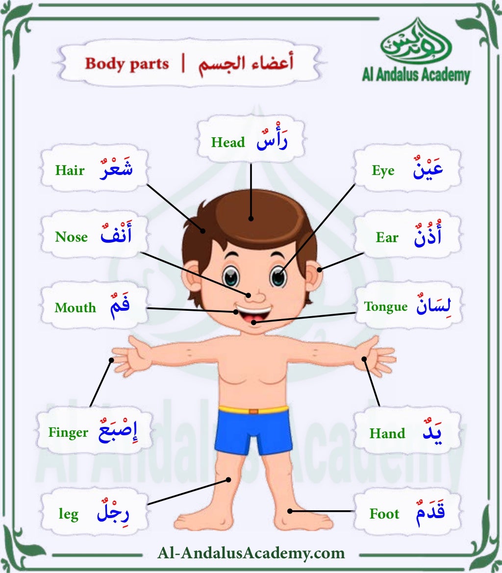 Body Parts In Arabic Body Parts In Arabic