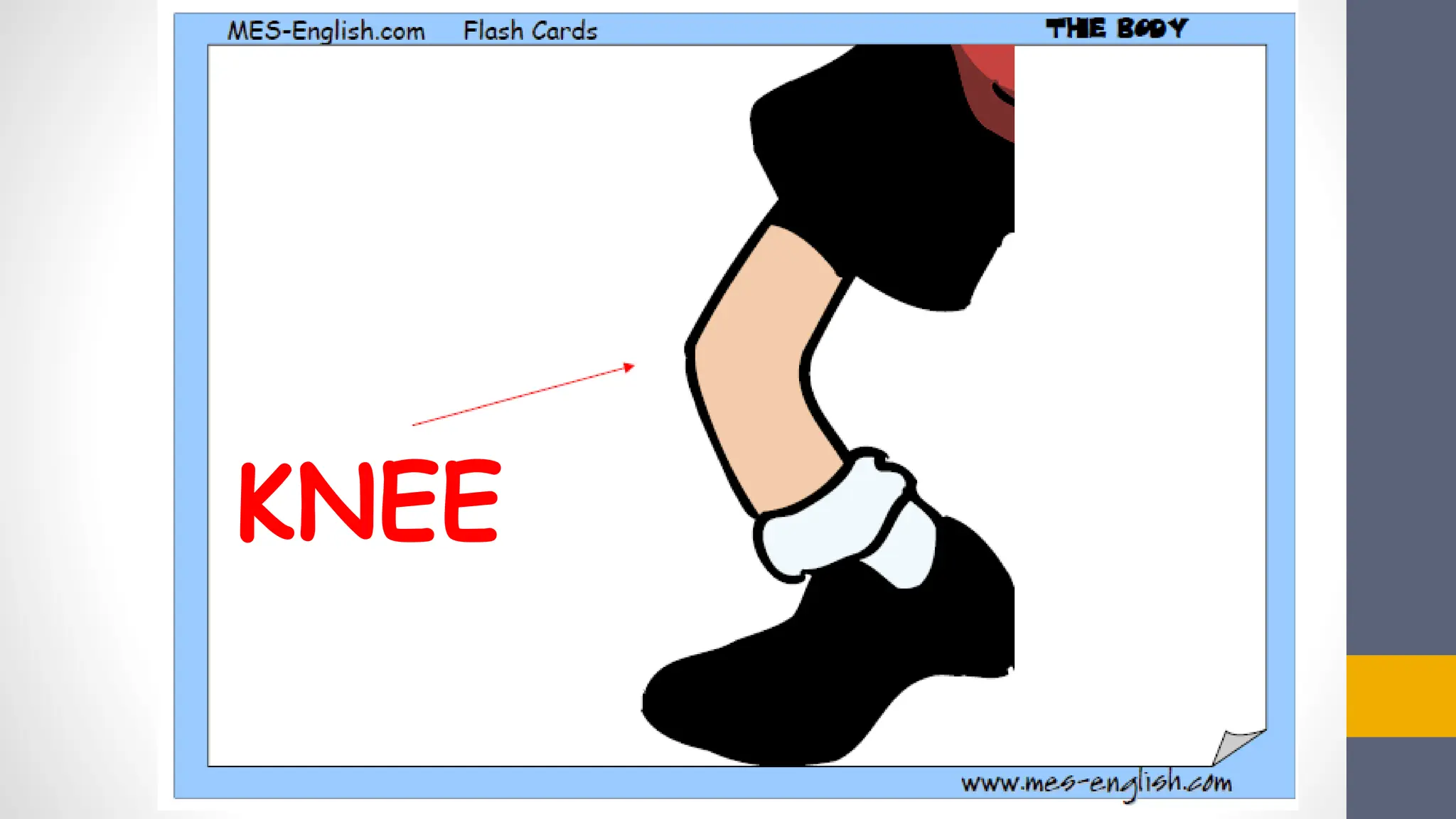 BODY PARTS of the human body powerpoint .pptx