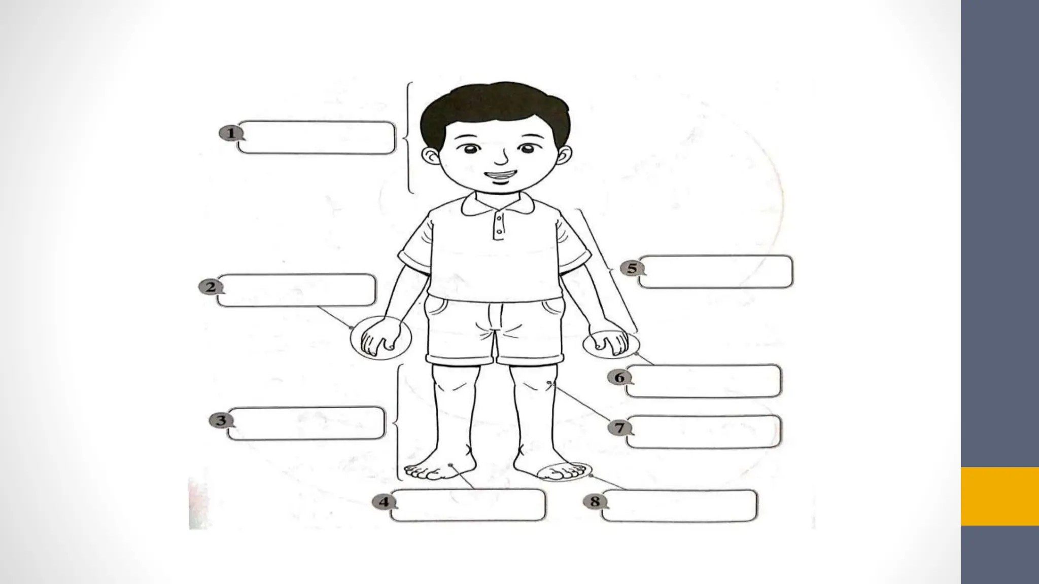 BODY PARTS of the human body powerpoint .pptx