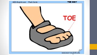 BODY PARTS of the human body powerpoint .pptx