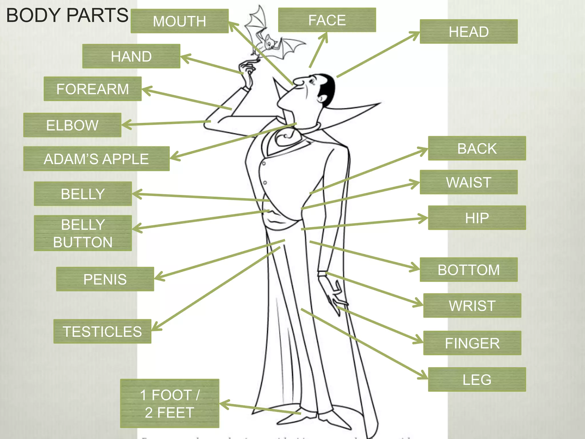 Body parts and joints | PPTX