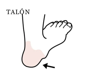 body parts.pptx