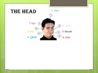 Body parts (for young children) | PPTX