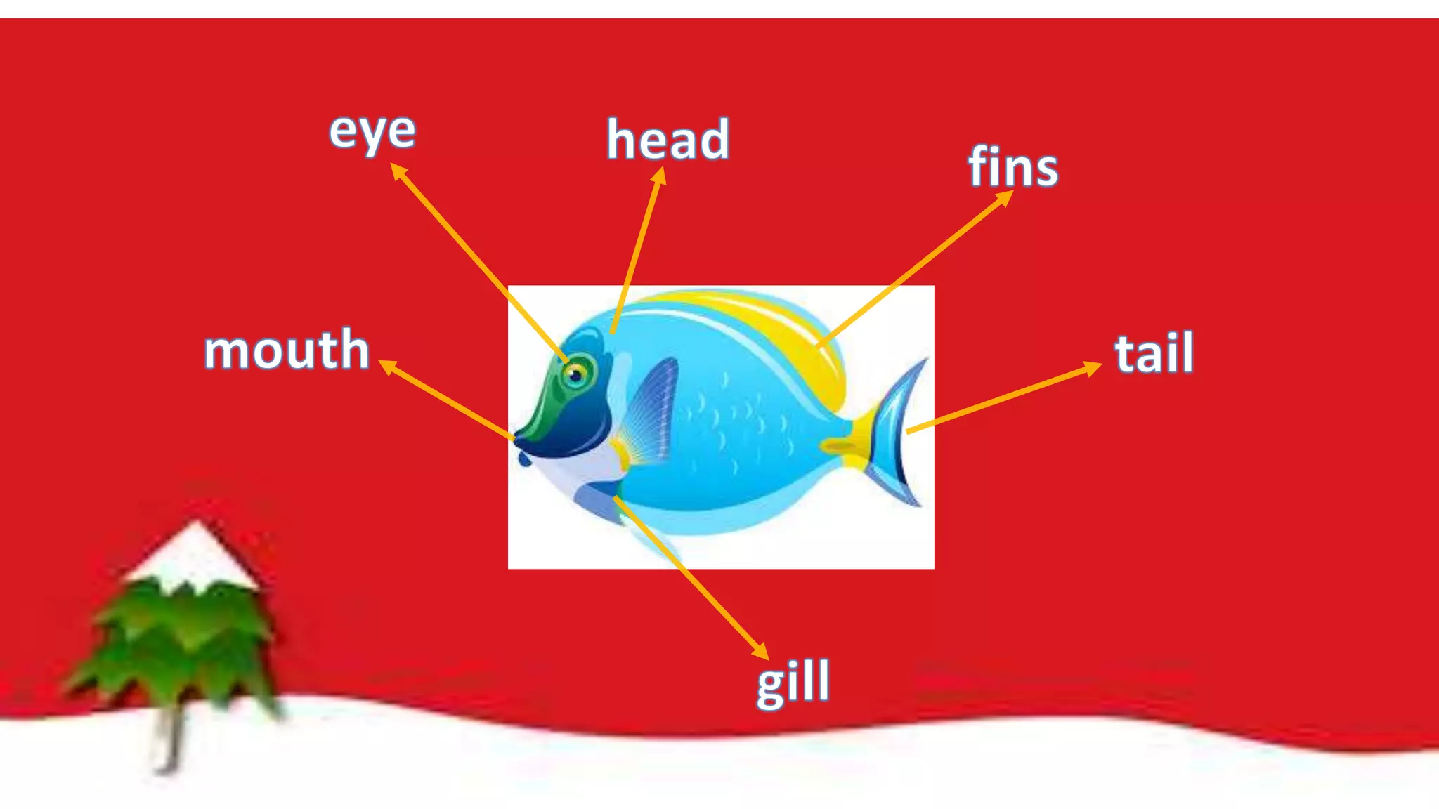 Body parts of animals | PPTX