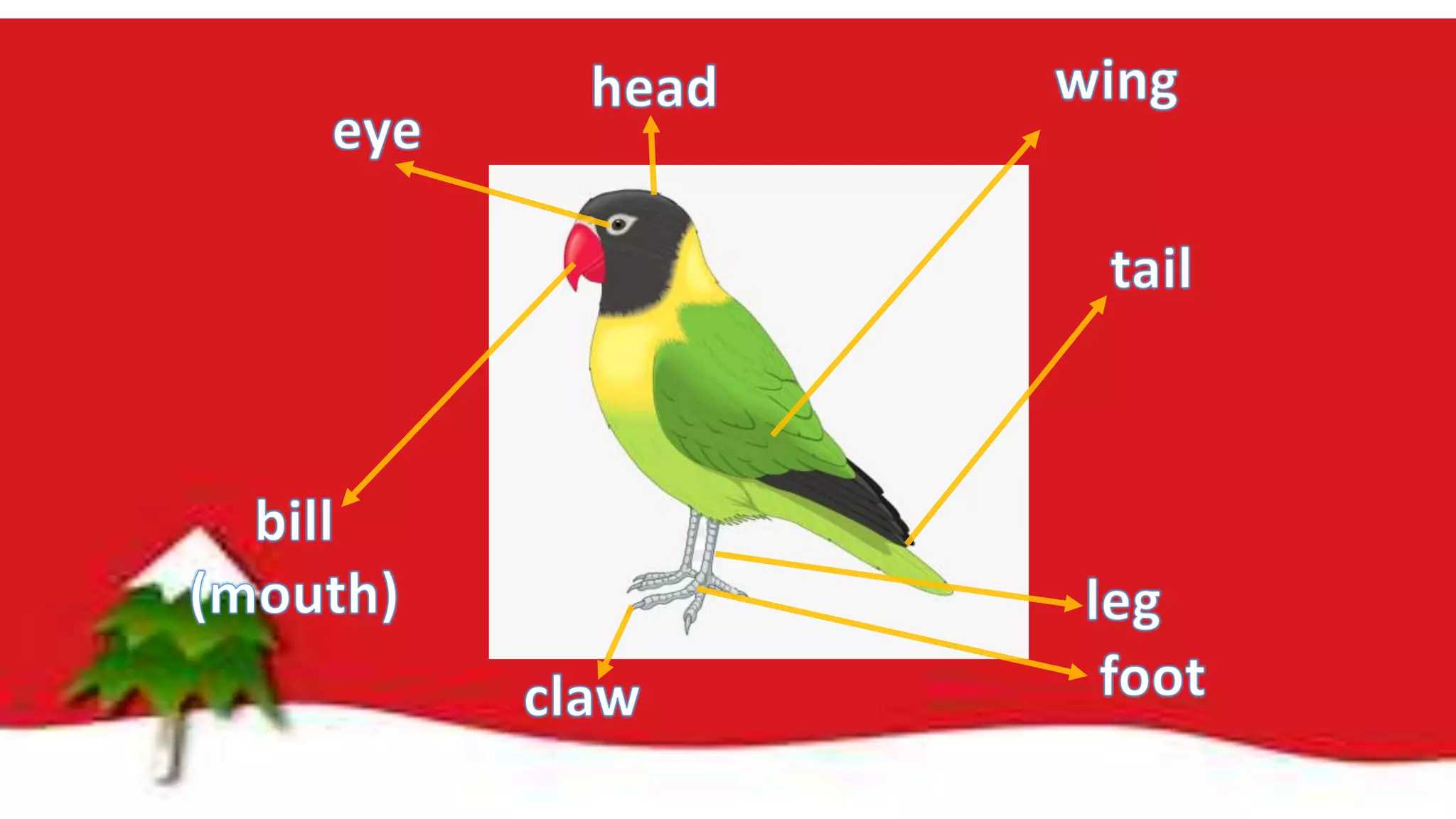 Body parts of animals | PPT